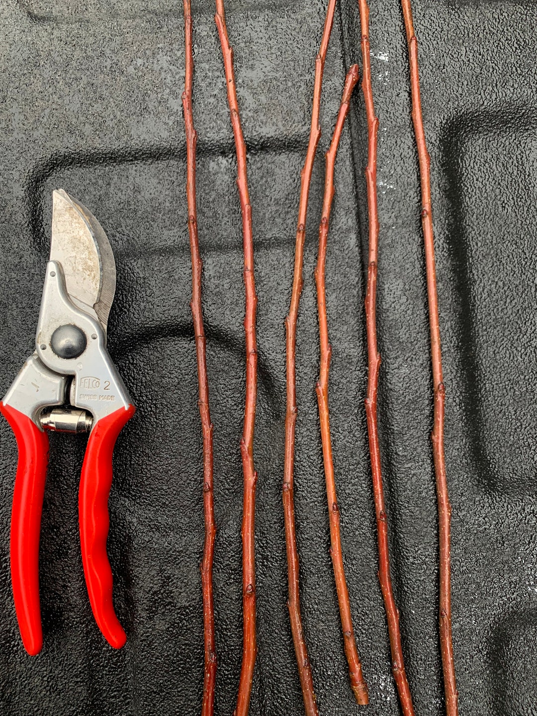 Apple, Pear & Plum Scion Wood for Grafting 10-12in - Etsy