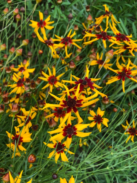 Dyers Coreopsis Flower Seeds Dye Plant | Etsy
