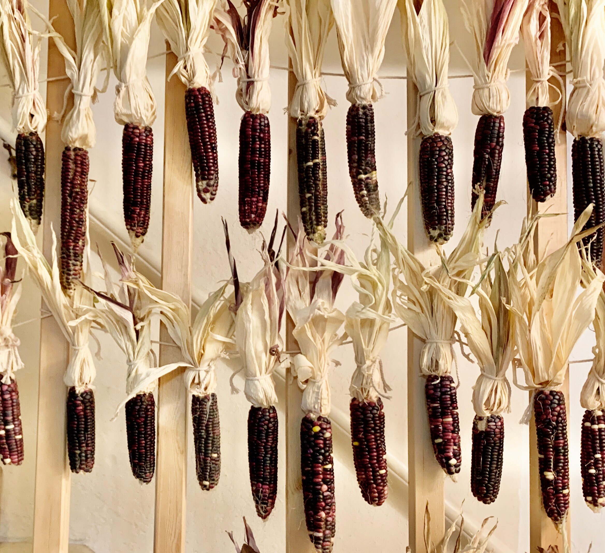 Mexican Colorful Maize Corn OP Seeds - Etsy