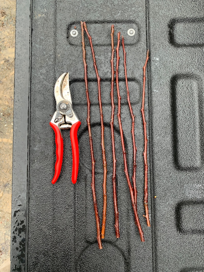 Apple, Pear & Plum Scion Wood for Grafting 10-12in - Etsy