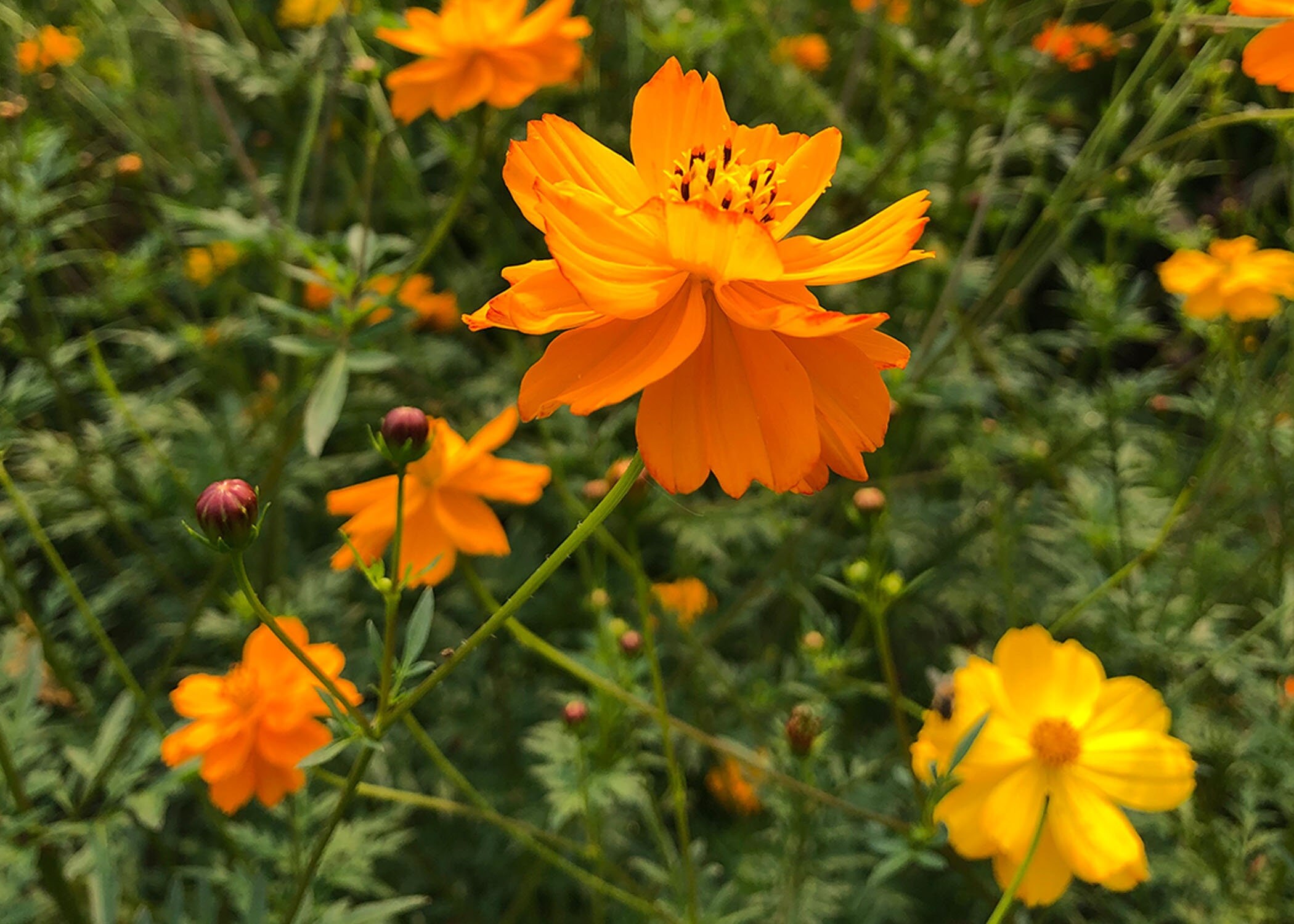 Tango Cosmos - Dried Flowers, Natural Dyestuff - Etsy