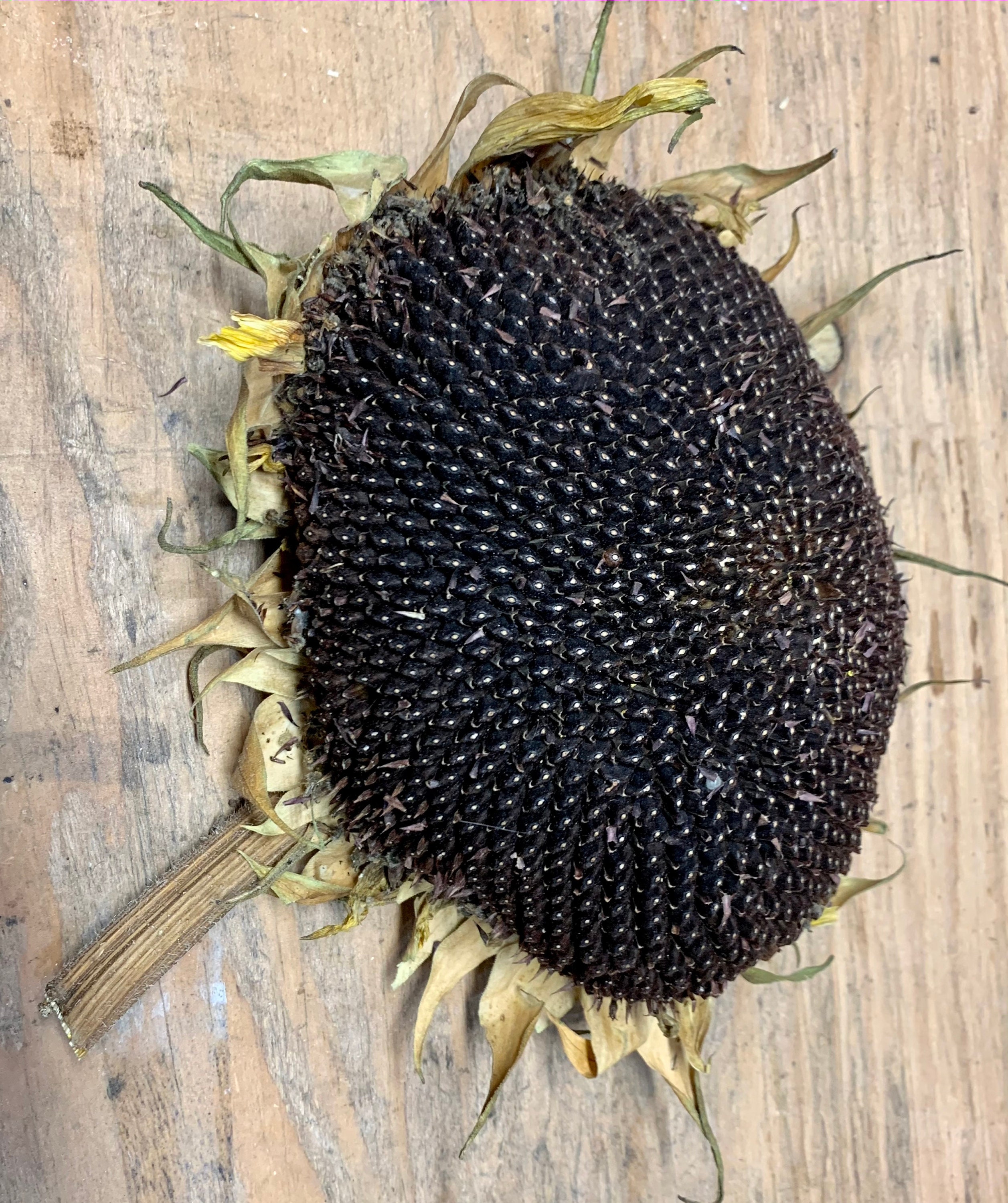 Hopi Dye Sunflower Flower Seeds Dye Plant Heirloom Variety - Etsy