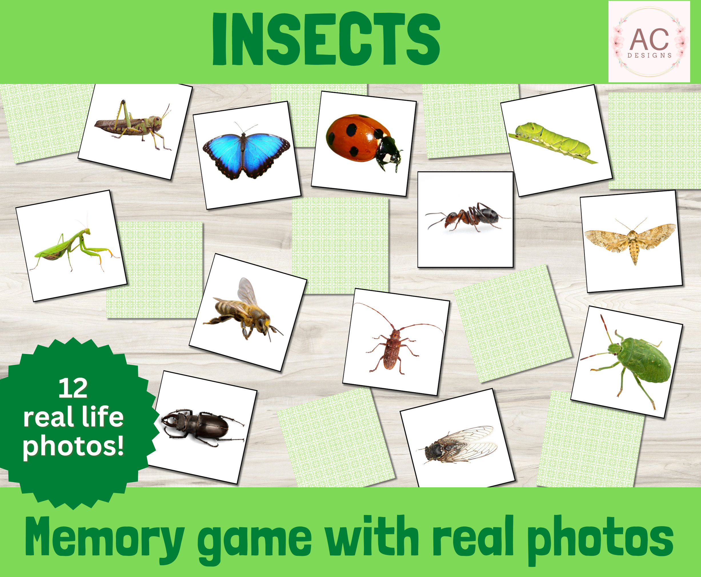 Insects Memory Game Printable, Real Life Nature Photo Matching Puzzle ...