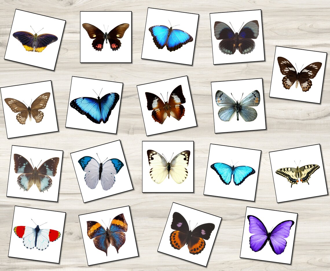 Butterfly Memory Game Printable, Real Life Nature Photo Matching Puzzle ...