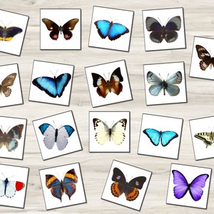 Butterfly Memory Game Printable, Real Life Nature Photo Matching Puzzle ...