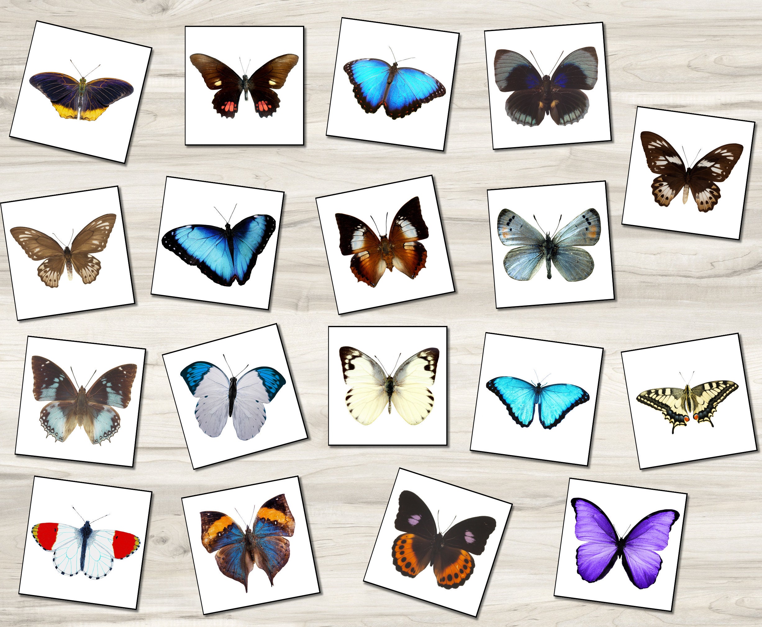 Butterfly Memory Game Printable, Real Life Nature Photo Matching Puzzle ...
