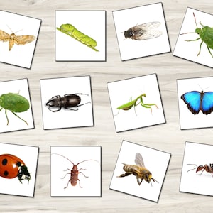 Insects Memory Game Printable, Real Life Nature Photo Matching Puzzle ...