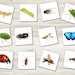 Insects Memory Game Printable, Real Life Nature Photo Matching Puzzle ...