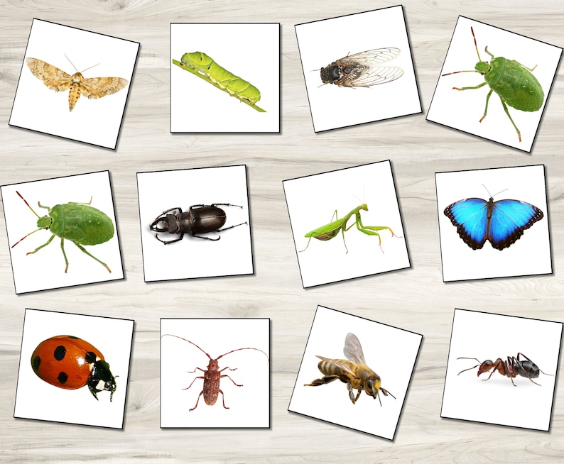 Insects Memory Game Printable, Real Life Nature Photo Matching Puzzle ...