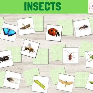 Insects Memory Game Printable, Real Life Nature Photo Matching Puzzle ...