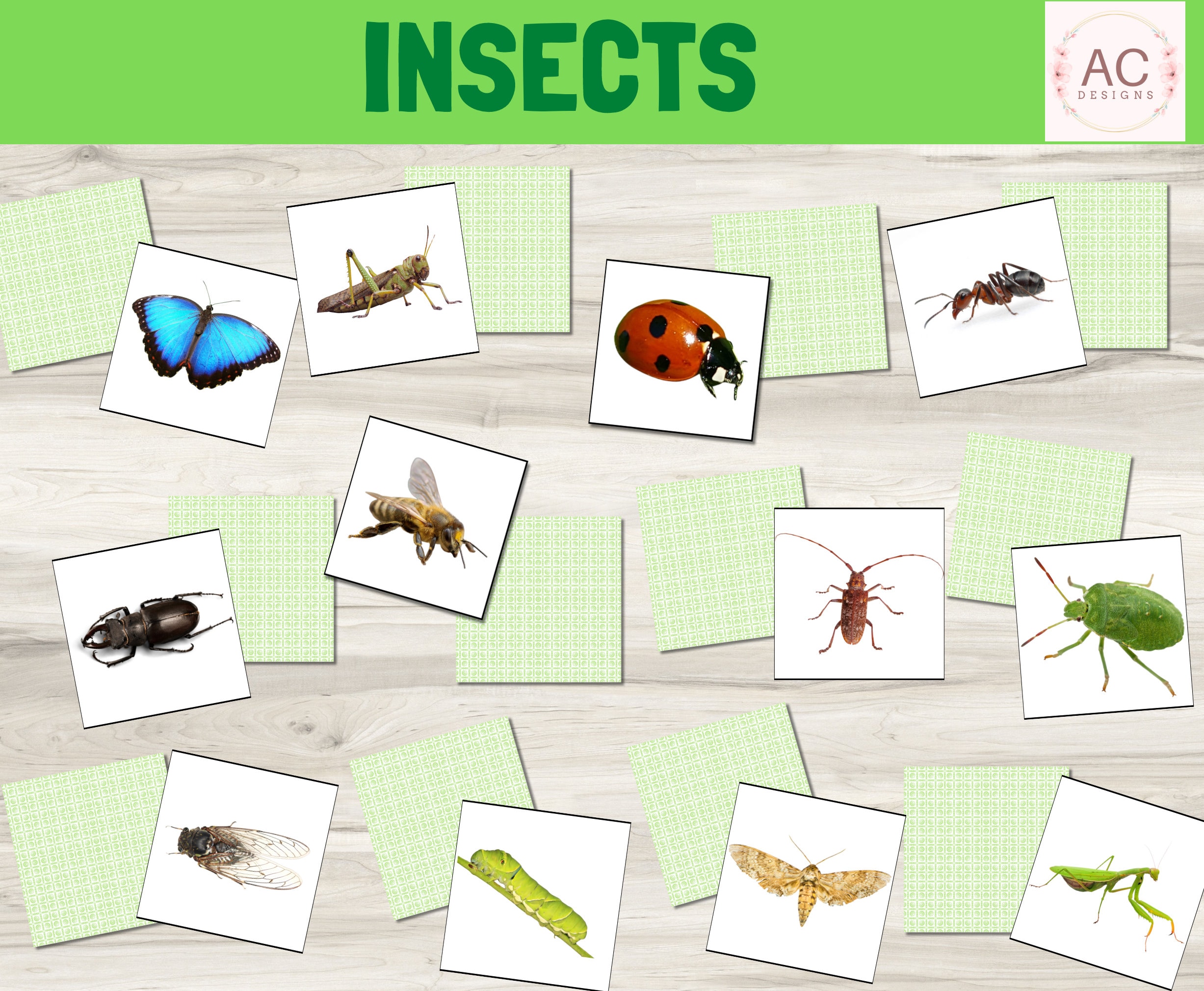 Insects Memory Game Printable, Real Life Nature Photo Matching Puzzle ...