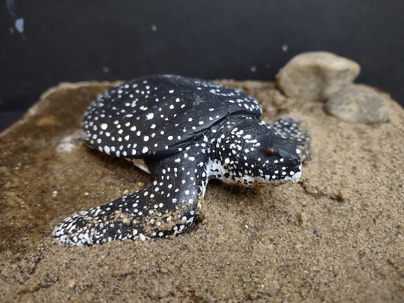 1/35 Protostega Sea Turtle - Etsy