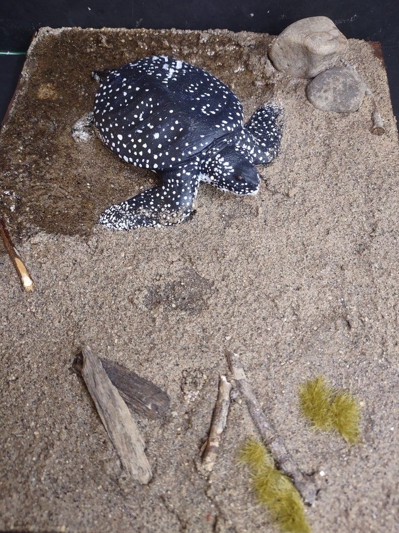 1/35 Protostega Sea Turtle - Etsy