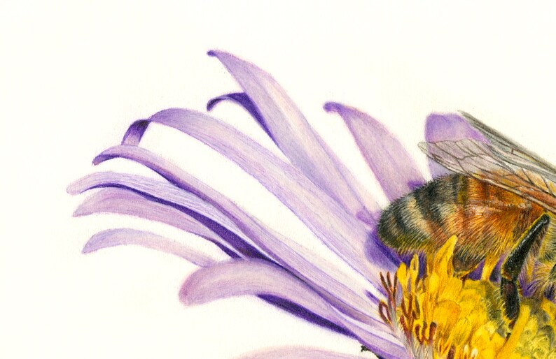 Bee and Flower Drawing Art Print: Colored Pencil Animal and Botanical ...