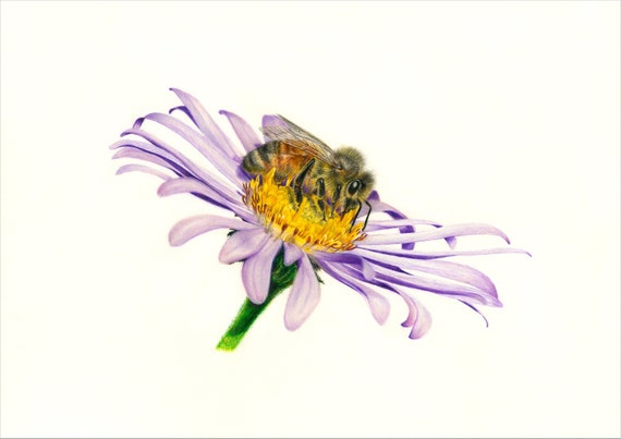 Bee Drawing Wildlife Art Coloured Pencil Drawing Fine Art | Etsy