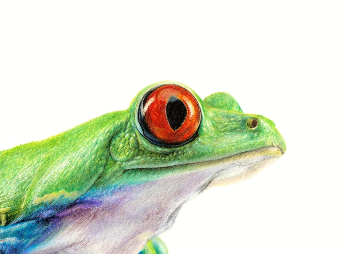 Original Frog Drawing, Frog Drawing, Realistic Frog Drawing, Frog ...