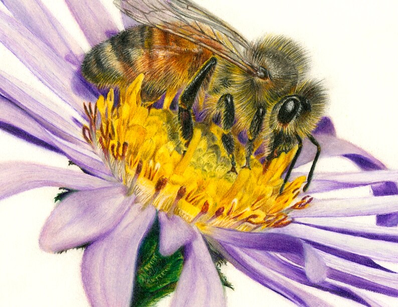 Bee and Flower Drawing Art Print: Colored Pencil Animal and Botanical ...