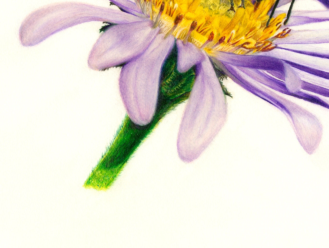 Bee and Flower Drawing Art Print: Colored Pencil Animal and Botanical ...