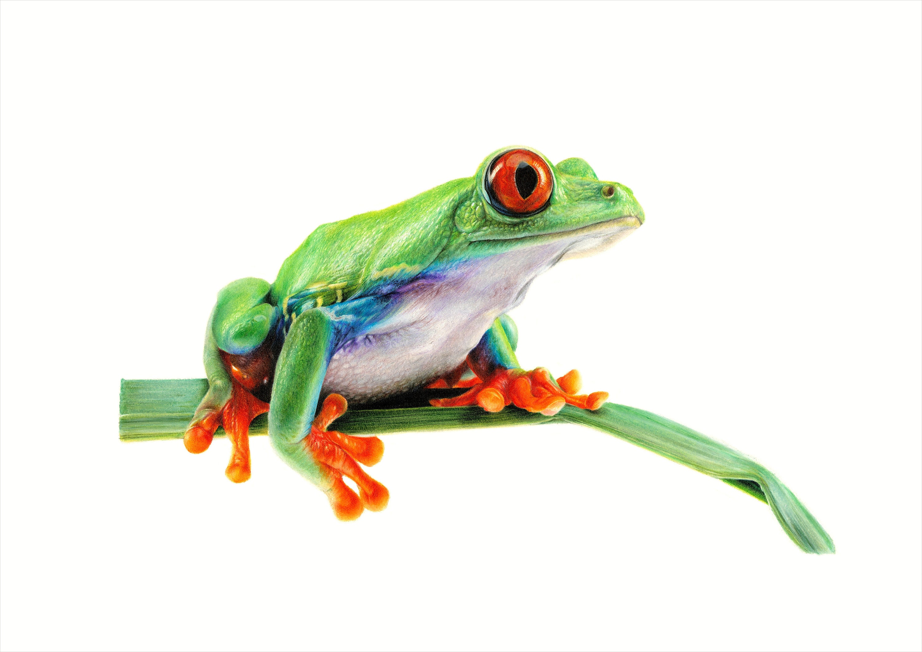 Original Frog Drawing, Frog Drawing, Realistic Frog Drawing, Frog ...