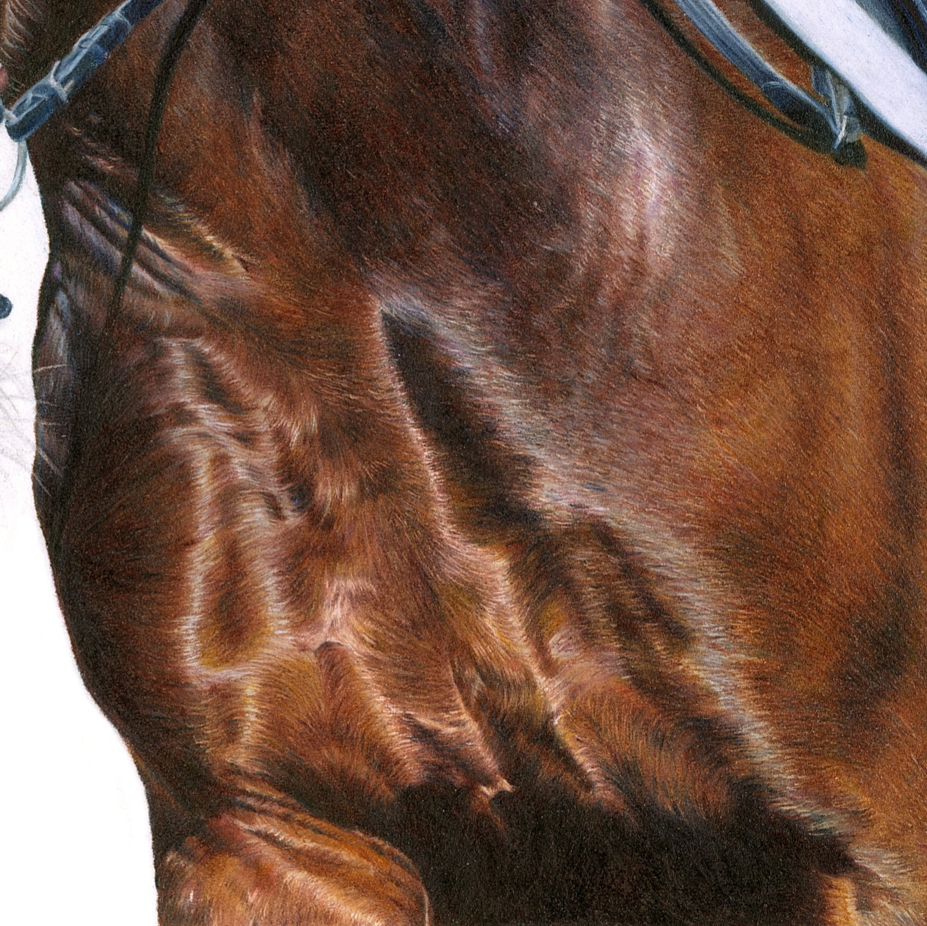 Horse Drawing, Equestrian Drawing, Realistic Horse Drawing, Fine Art ...