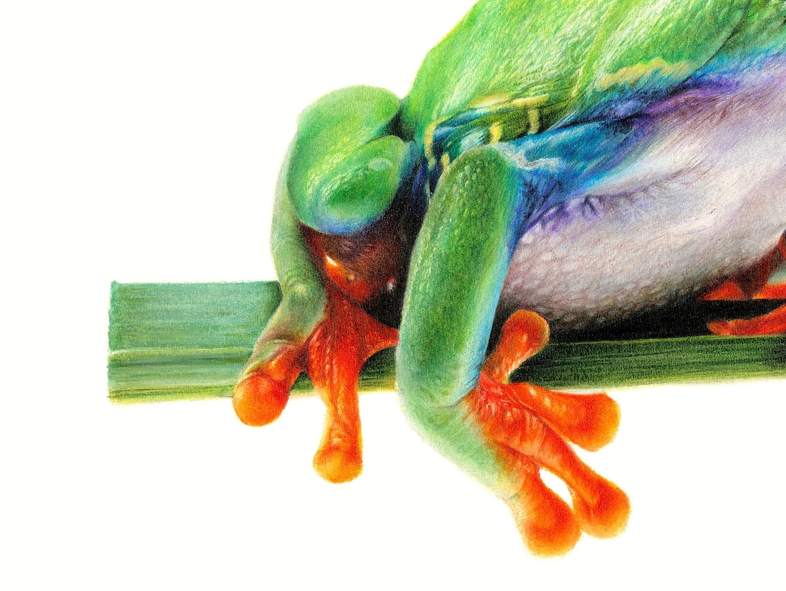 Original Frog Drawing, Frog Drawing, Realistic Frog Drawing, Frog ...