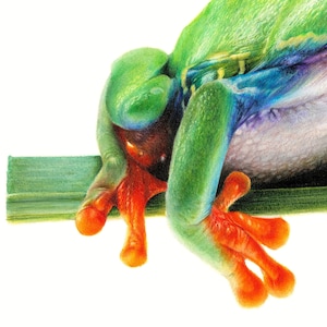 Original Frog Drawing, Frog Drawing, Realistic Frog Drawing, Frog ...