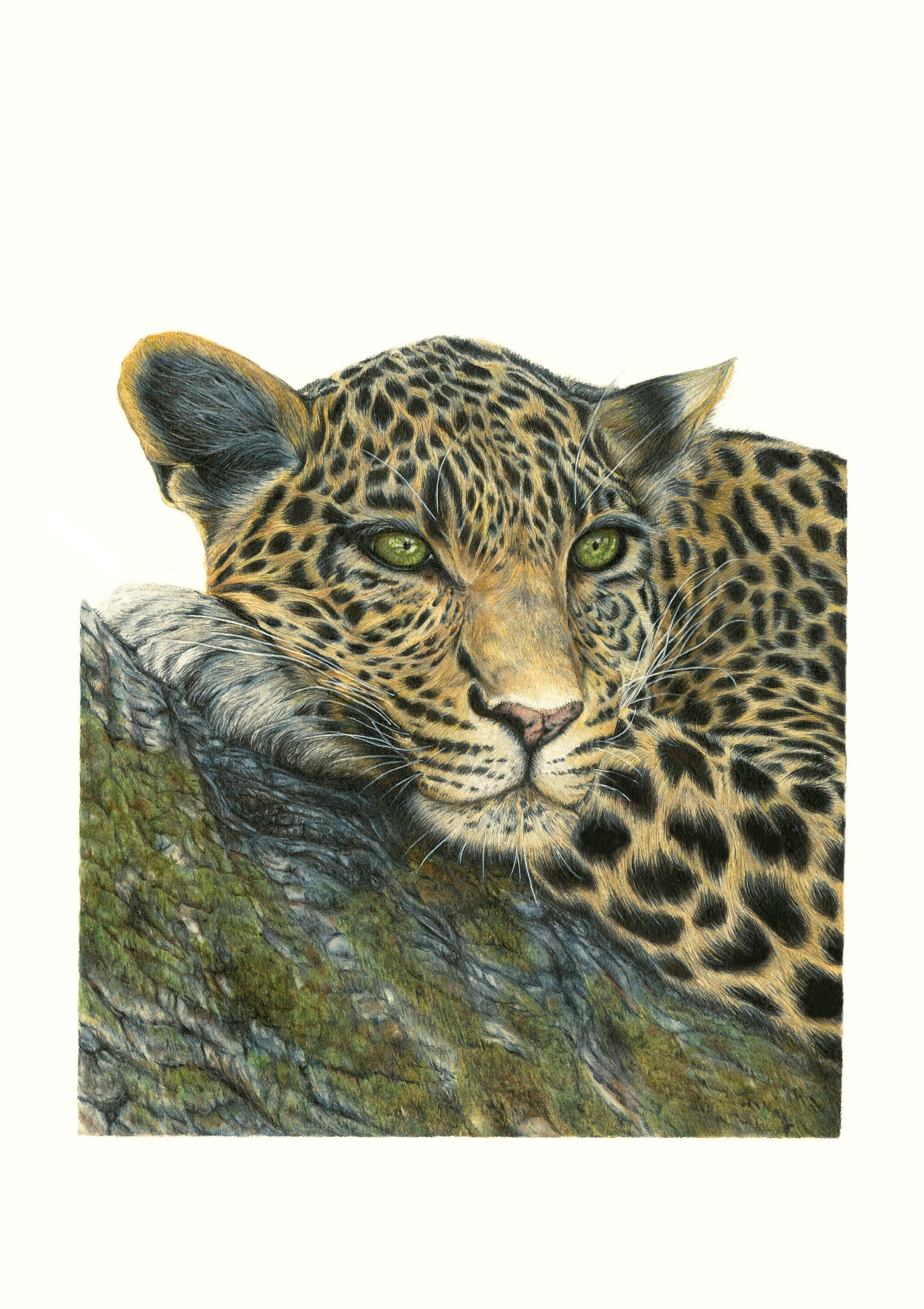 African Leopard Drawing