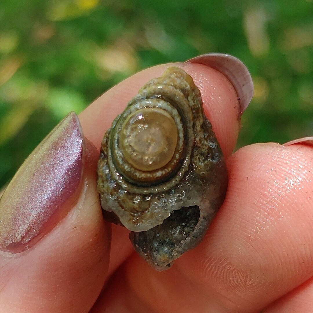 Incredibly Rare and Unique Mongolian Gobi Desert Alxa Agate Stones ...
