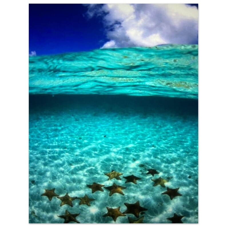 Star Fish Poster, Ocean Poster, Nature Poster - Etsy