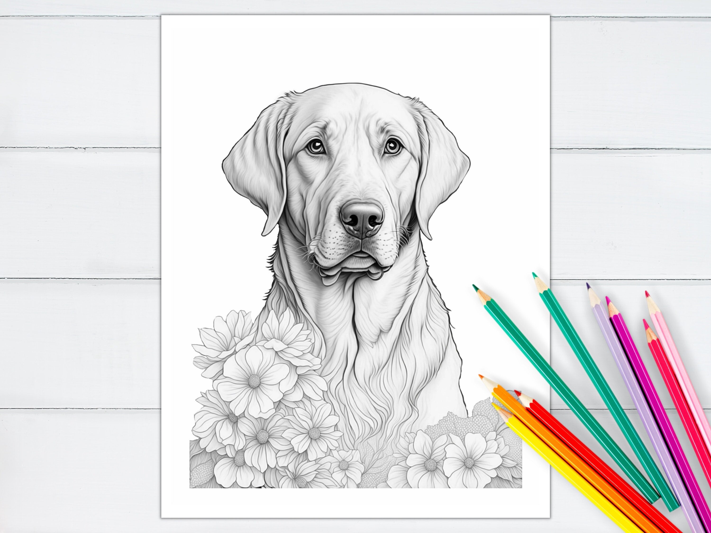 Golden Labrador Coloring Page for Adults Printable Golden Lab - Etsy