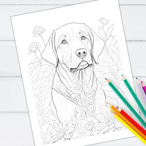 Golden Labrador Coloring Page for Adults Printable Golden Lab - Etsy