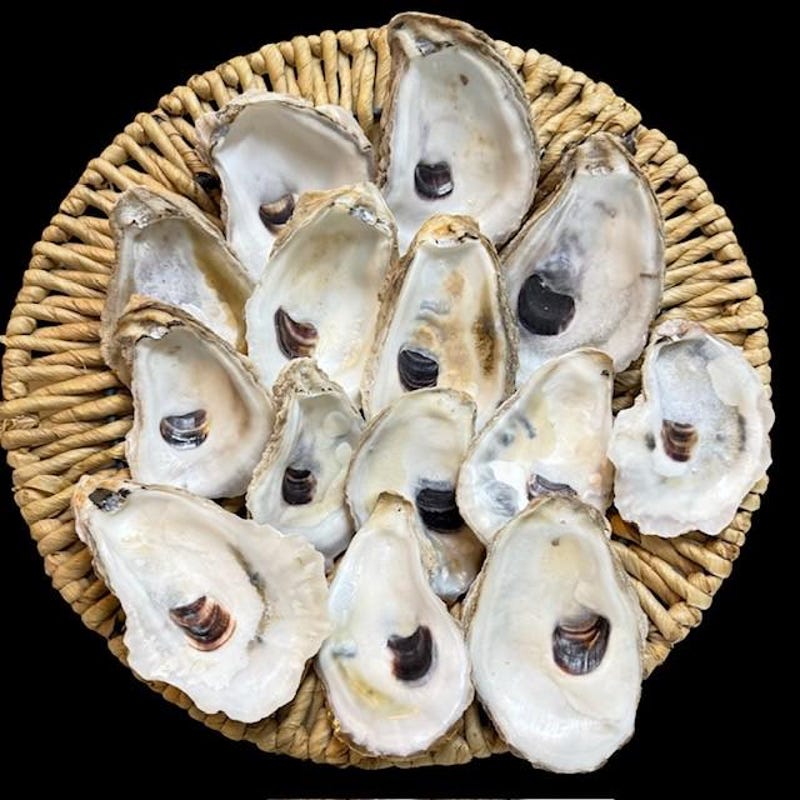 Oyster Shells Bulk - Etsy