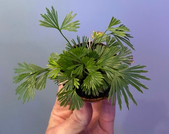 Miniature Fern | Etsy