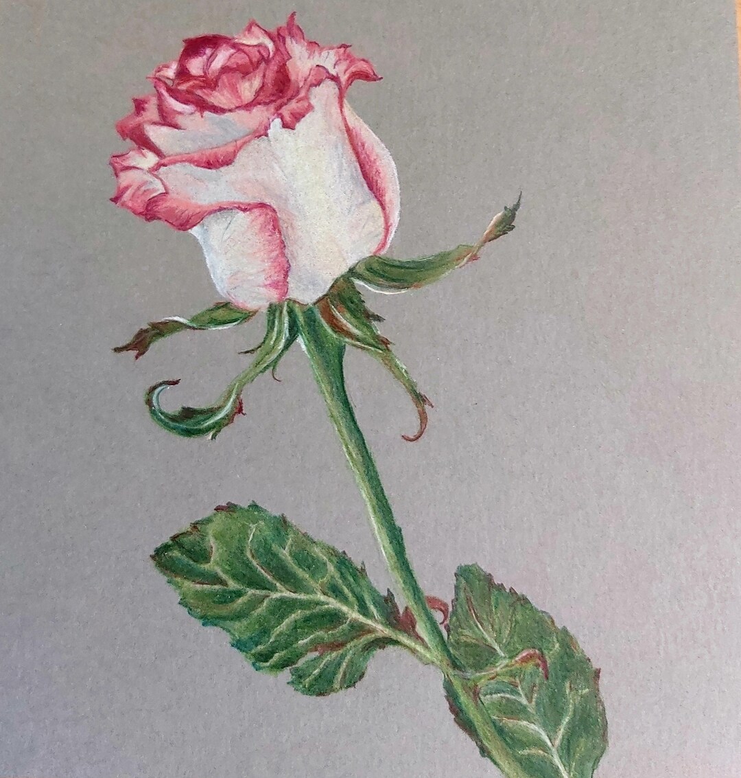 Original Drawing of a Single Rose - Etsy