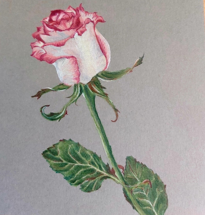 Original Drawing of a Single Rose - Etsy