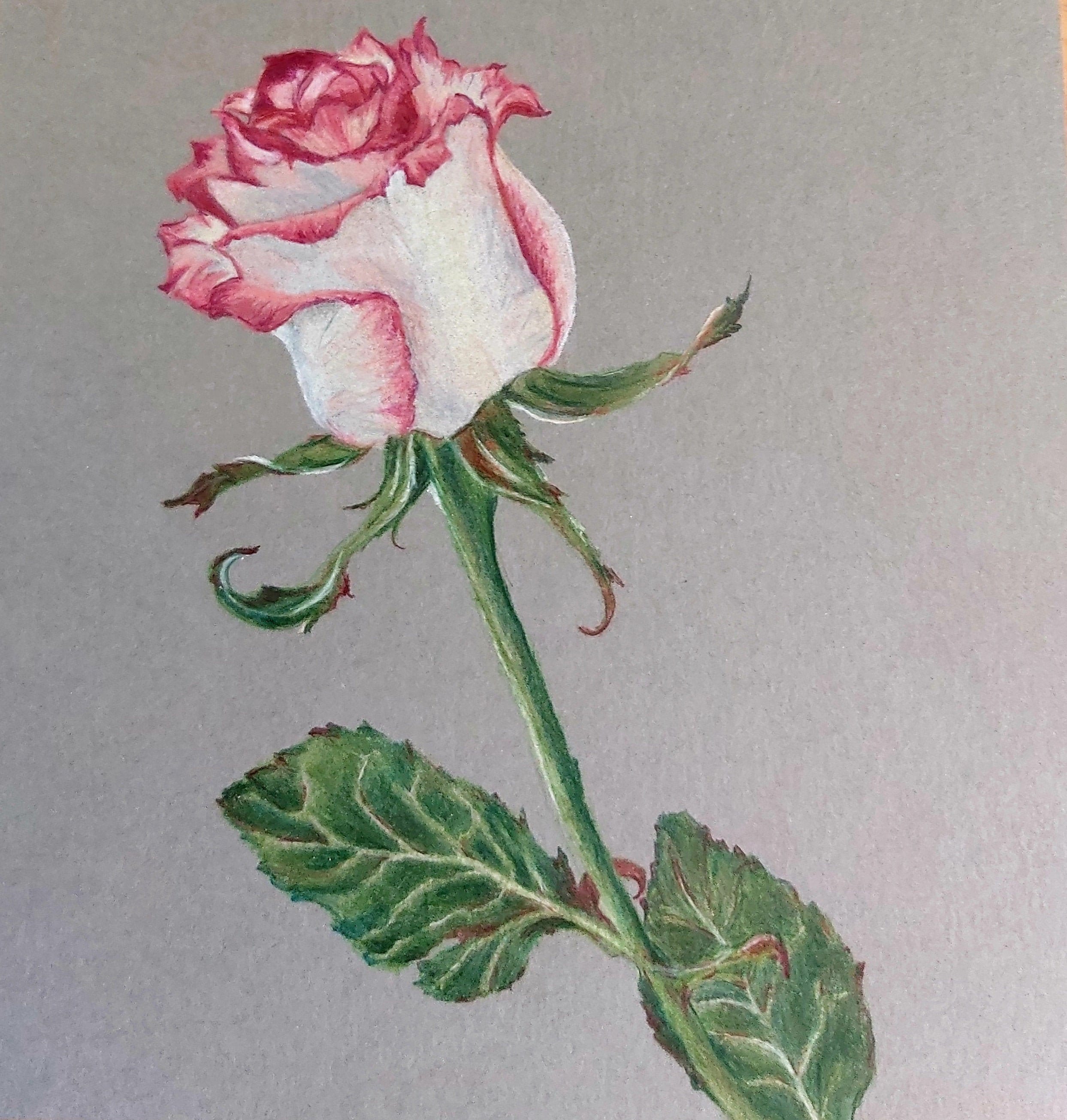 Original Drawing of a Single Rose - Etsy