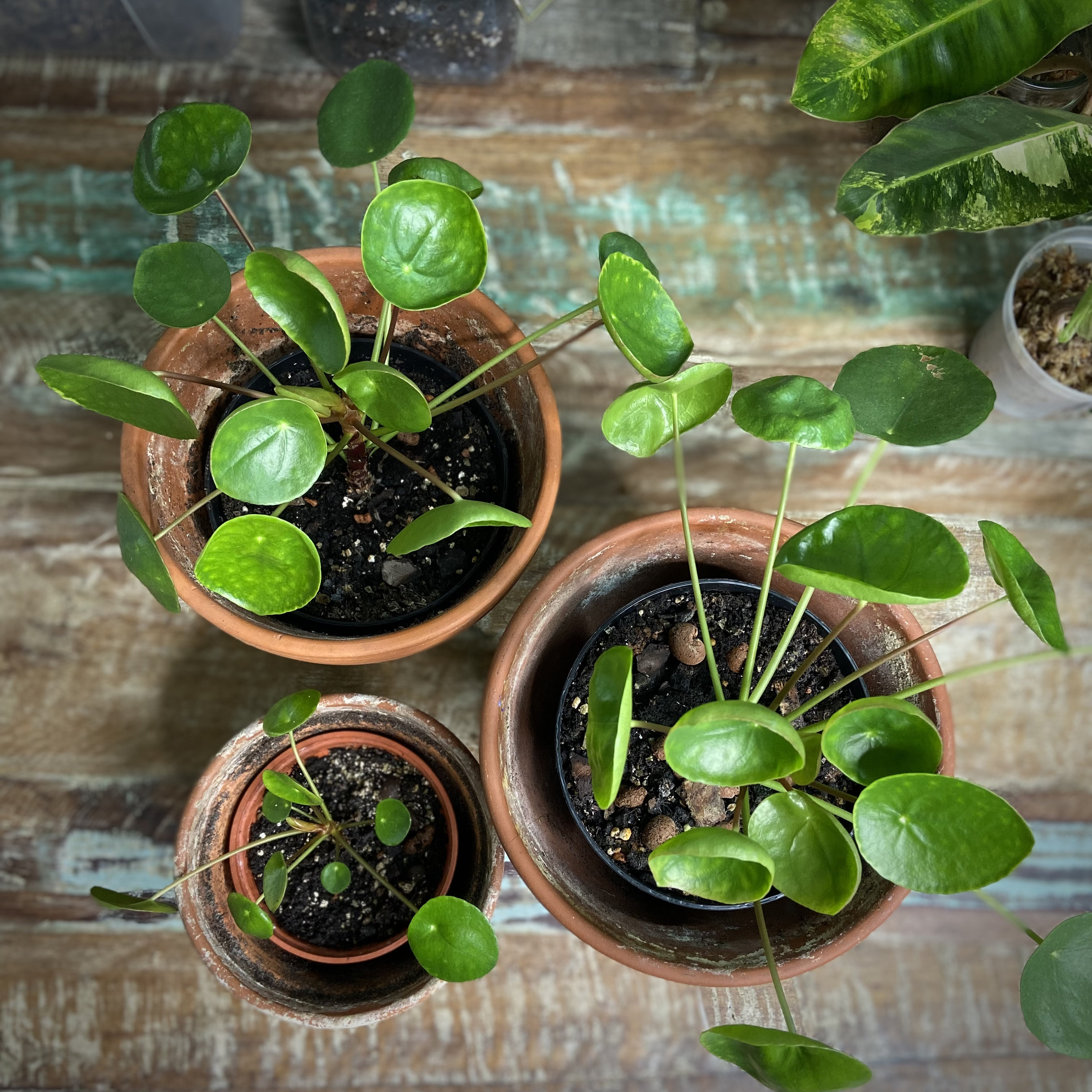 Pilea Peperomioides Ufopflanze chinesischer Geldbaum | Etsy
