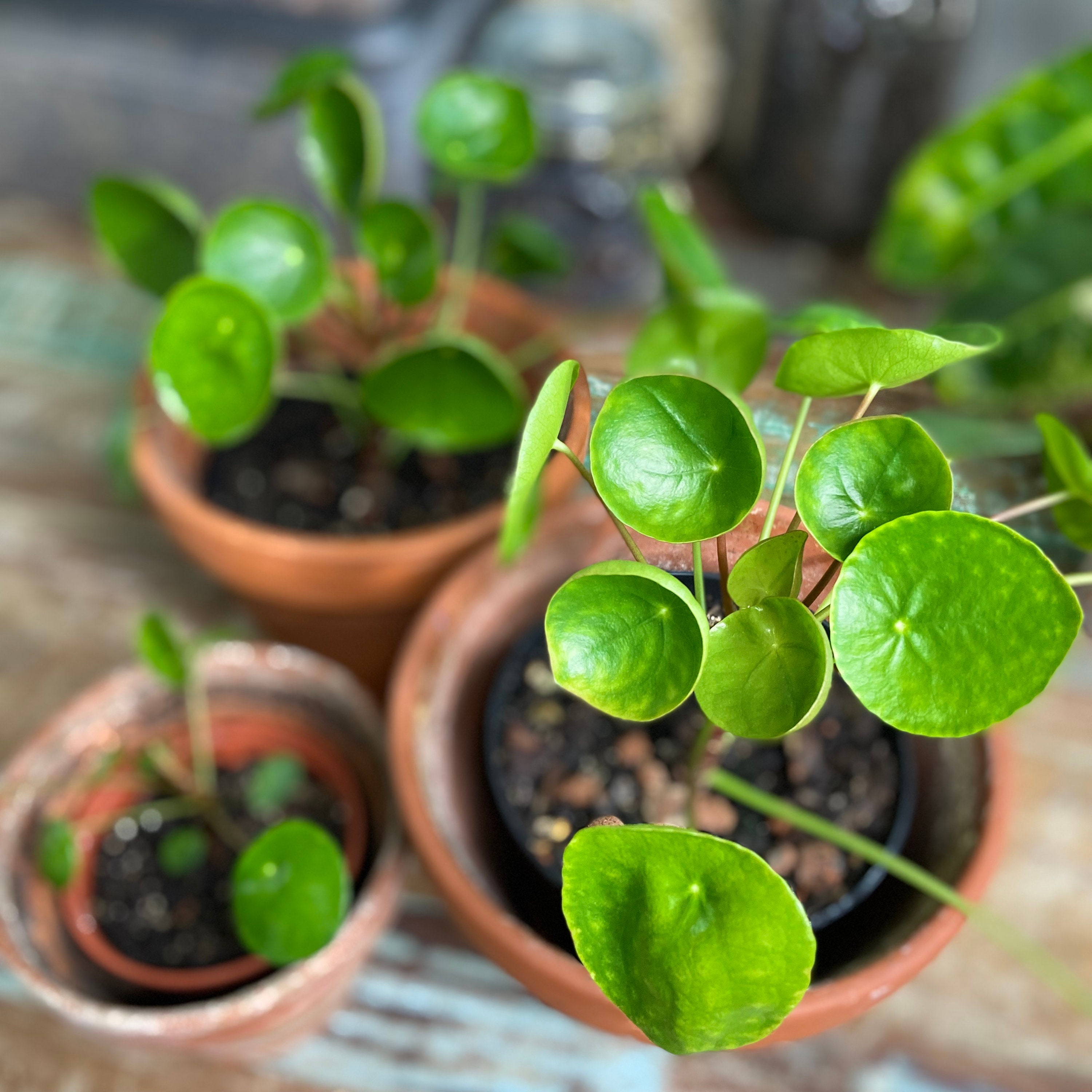 Pilea Peperomioides Ufopflanze chinesischer Geldbaum | Etsy