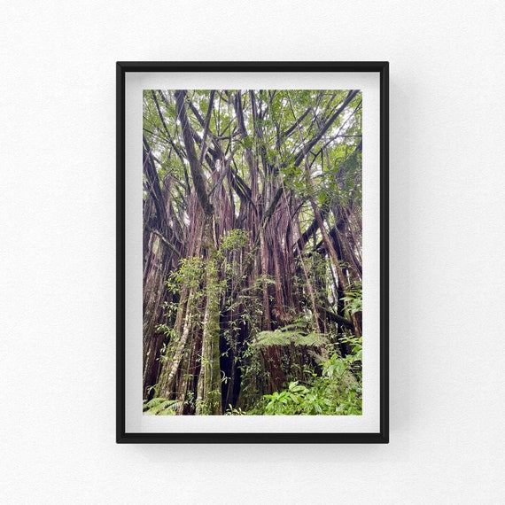 Banyan Tree | Etsy