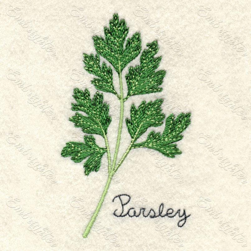 Herbs - Parsley Embroidery Design - Etsy
