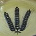 Layham Pottery, John Brownhill, 10 Serving Dish, Wheat Ear Motif, 1974 ...