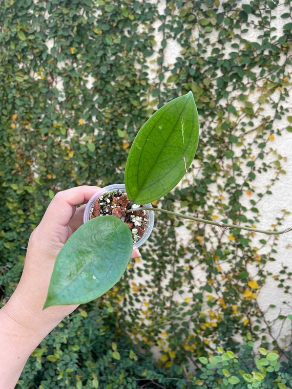 Hoya Cv. Kung - Etsy