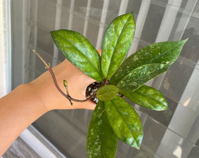 Hoya Cv. Blessing - Etsy