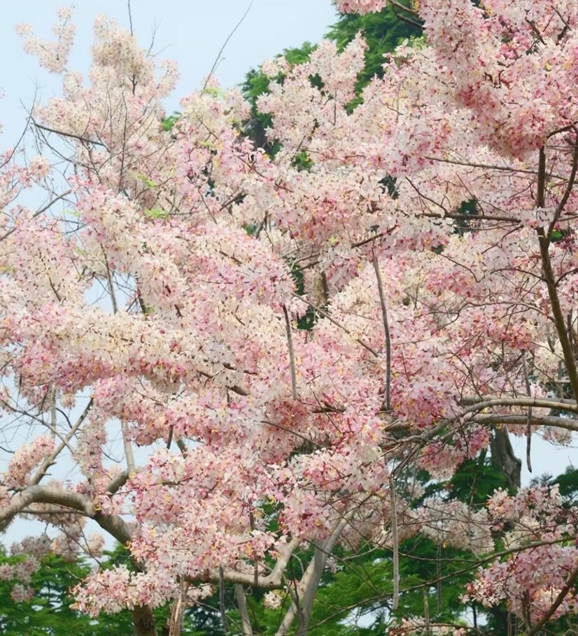 Java Cassia- Cassia Javanica - Pink Shower Tree Seeds - Etsy
