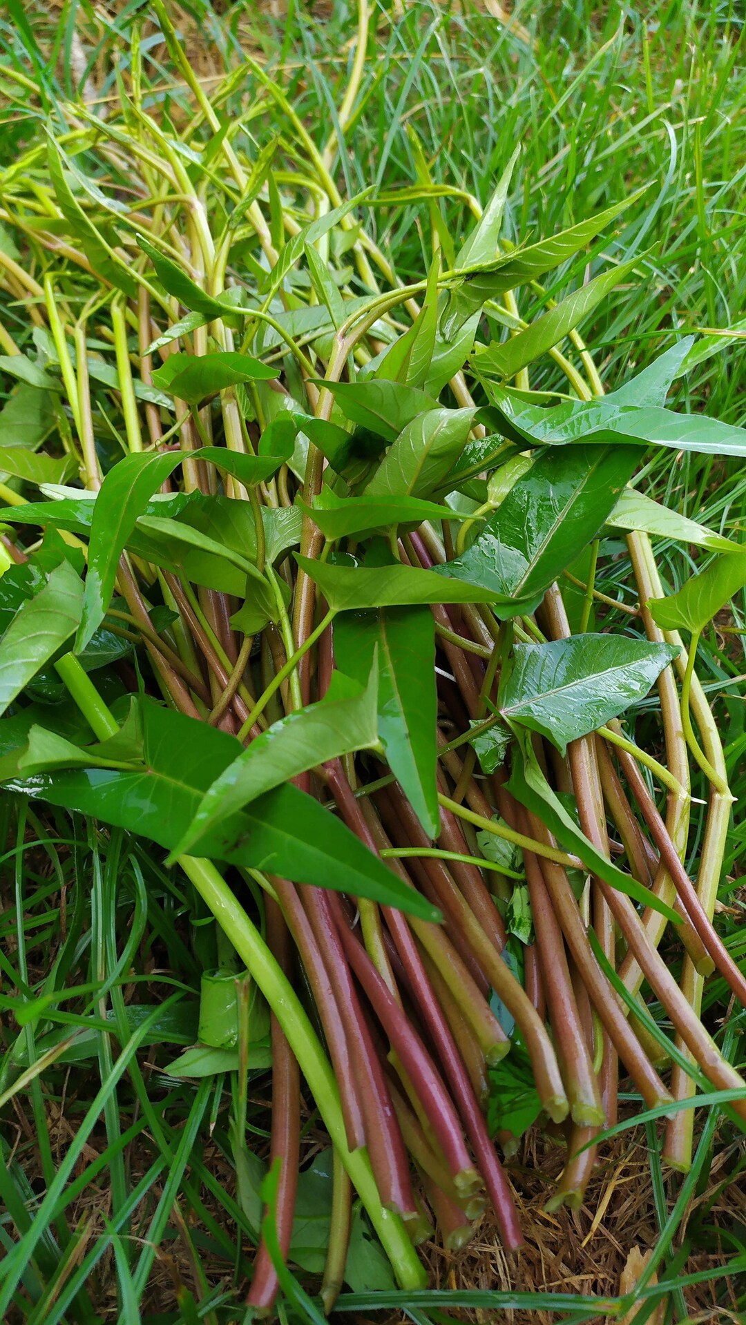 Thai Red Water Convolvulus Seeds - Etsy