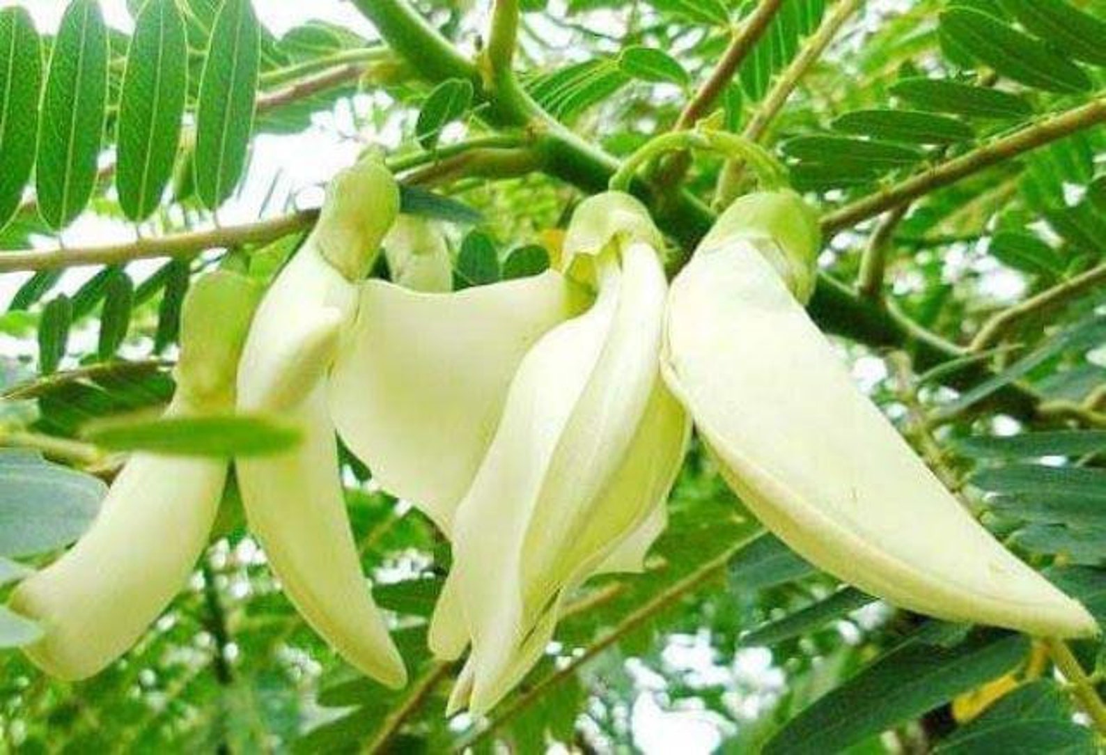 White Agasta Seeds - Etsy