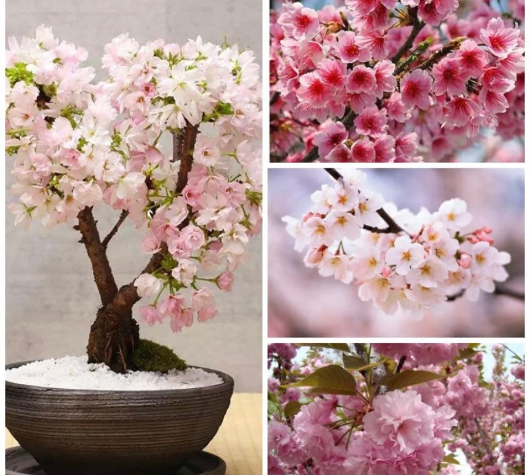Pink Japanese Sakura Flower Seeds - Etsy