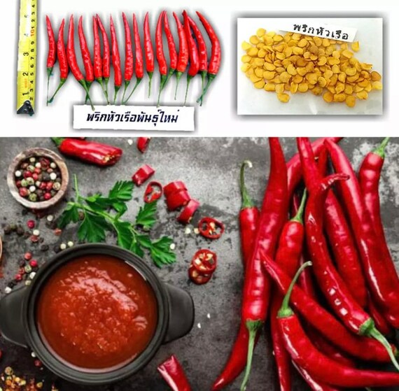 Thai Hot Chili Seeds | Etsy