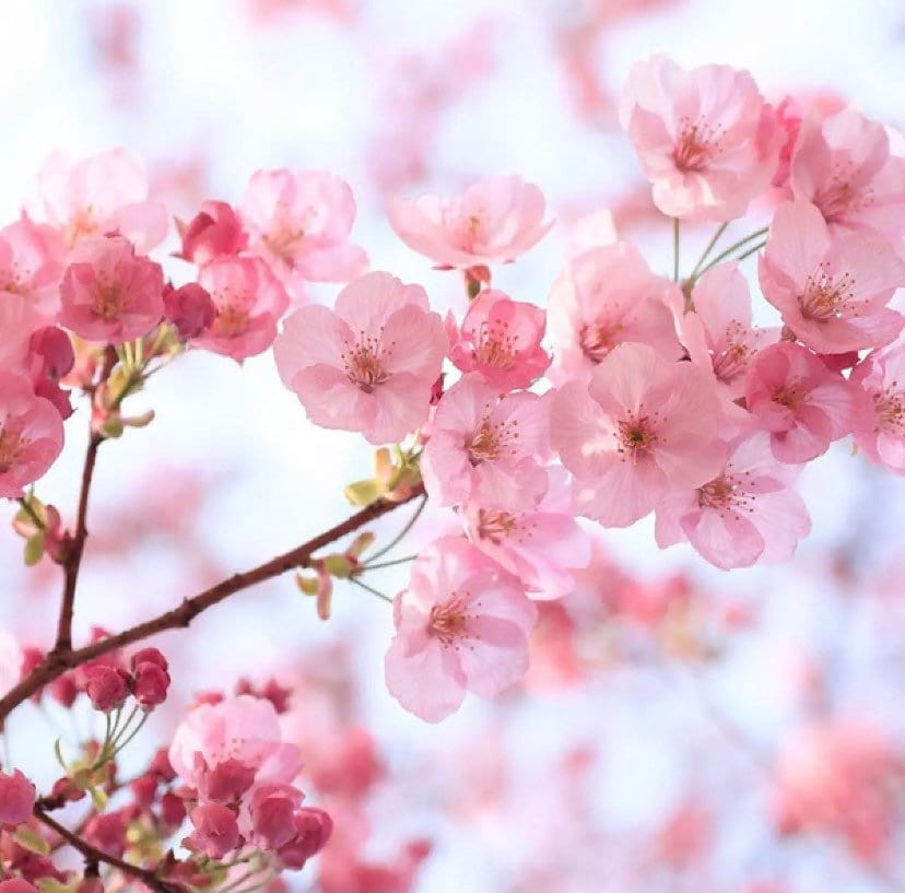 Pink Japanese Sakura Flower Seeds - Etsy