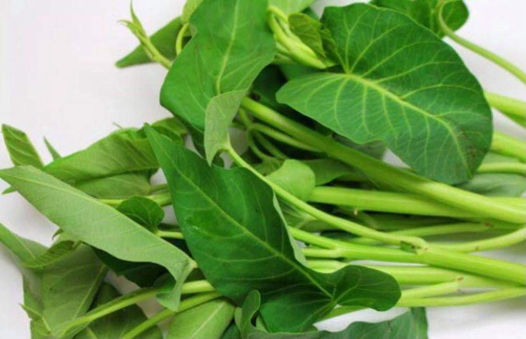 Pak Boong Kaew - Etsy